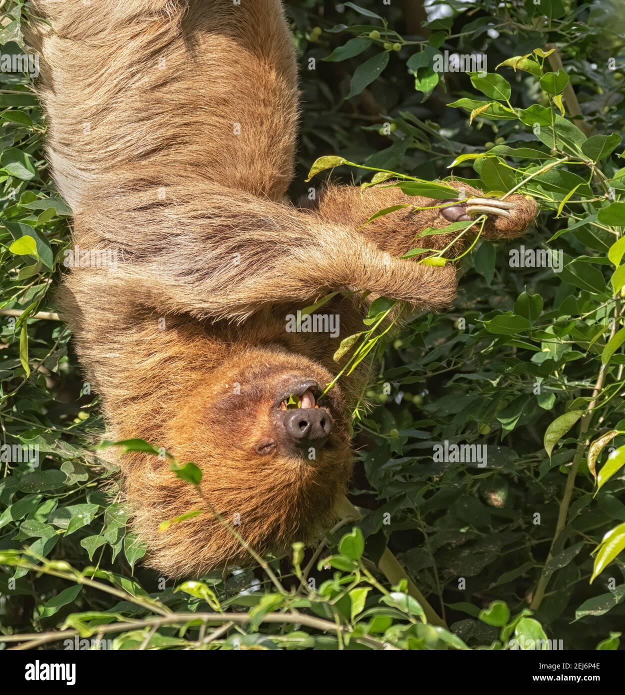 Hoffmann's two-toed sloth (Choloepus hoffmanni) feeding in the ...