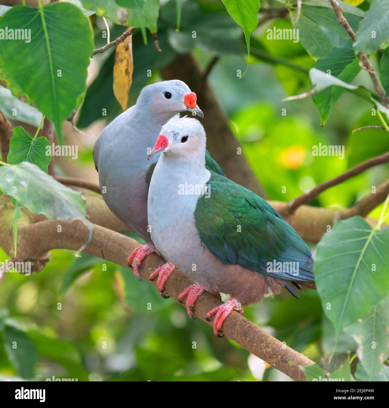 The couple of red-knobbed imperial pigeon (Ducula rubricera) perched on ...