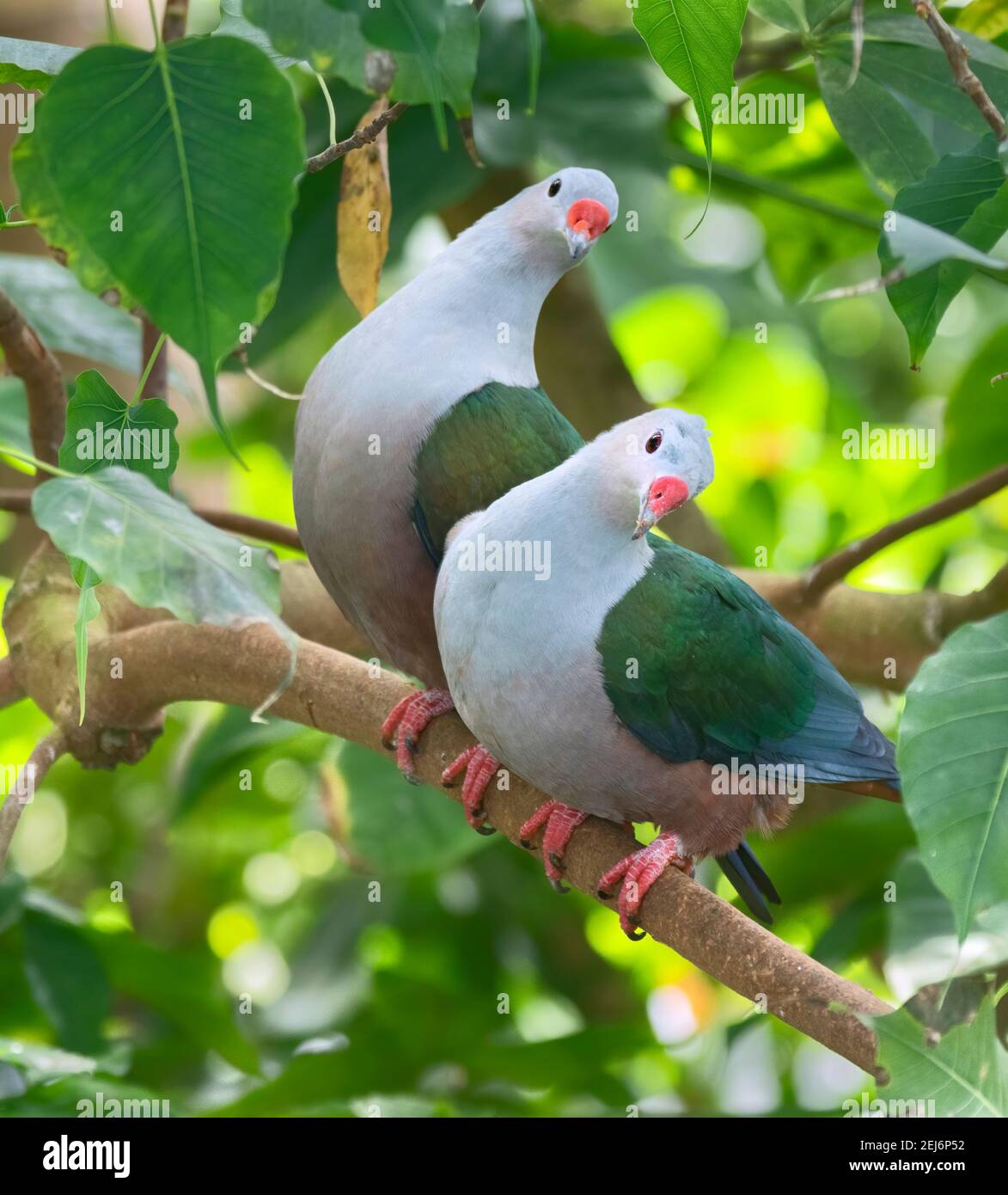 Ducula rubricera hi-res stock photography and images - Alamy