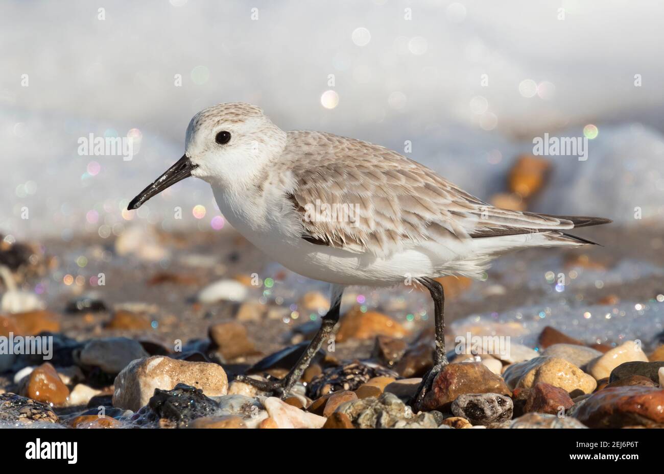 Texas city dike hi-res stock photography and images - Alamy