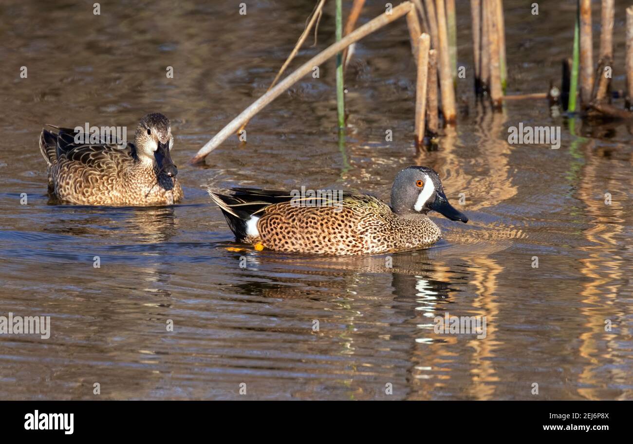 Female blue winged teal hi-res stock photography and images - Alamy