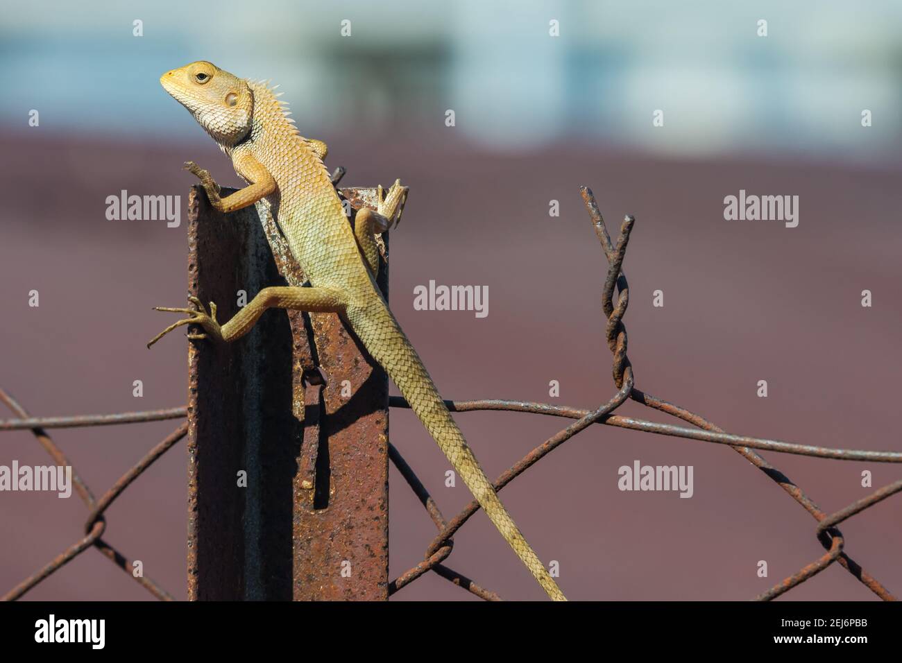 Indian Chameleon High Resolution Stock Photography and Images - Alamy