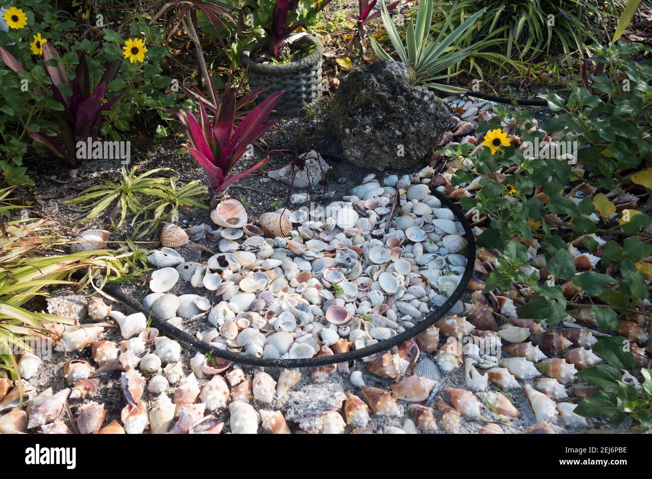 Shells used as ground cover at J. Luther Cook Beach Garden at St. Pete ...