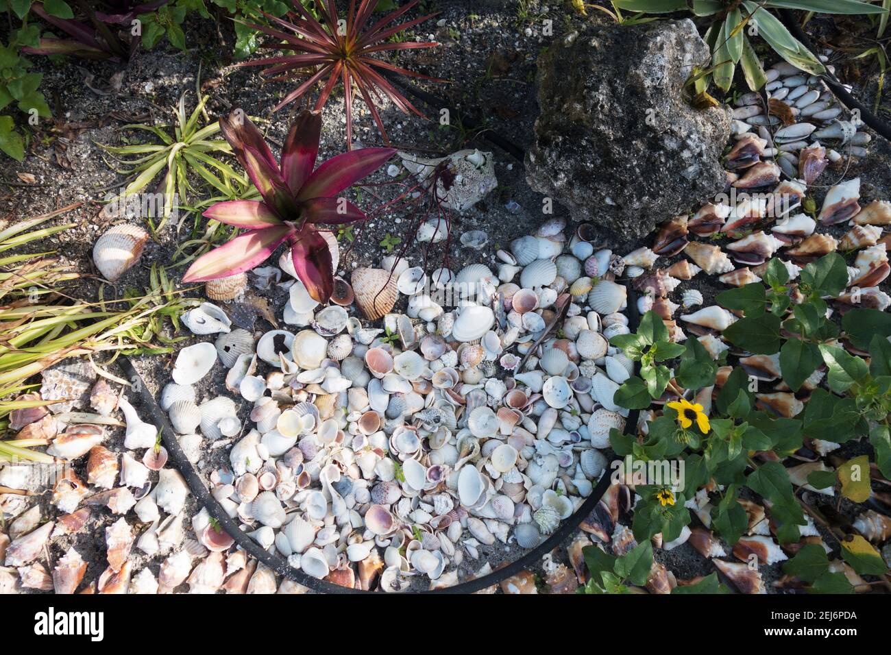 Shells used as ground cover at J. Luther Cook Beach Garden at St. Pete ...