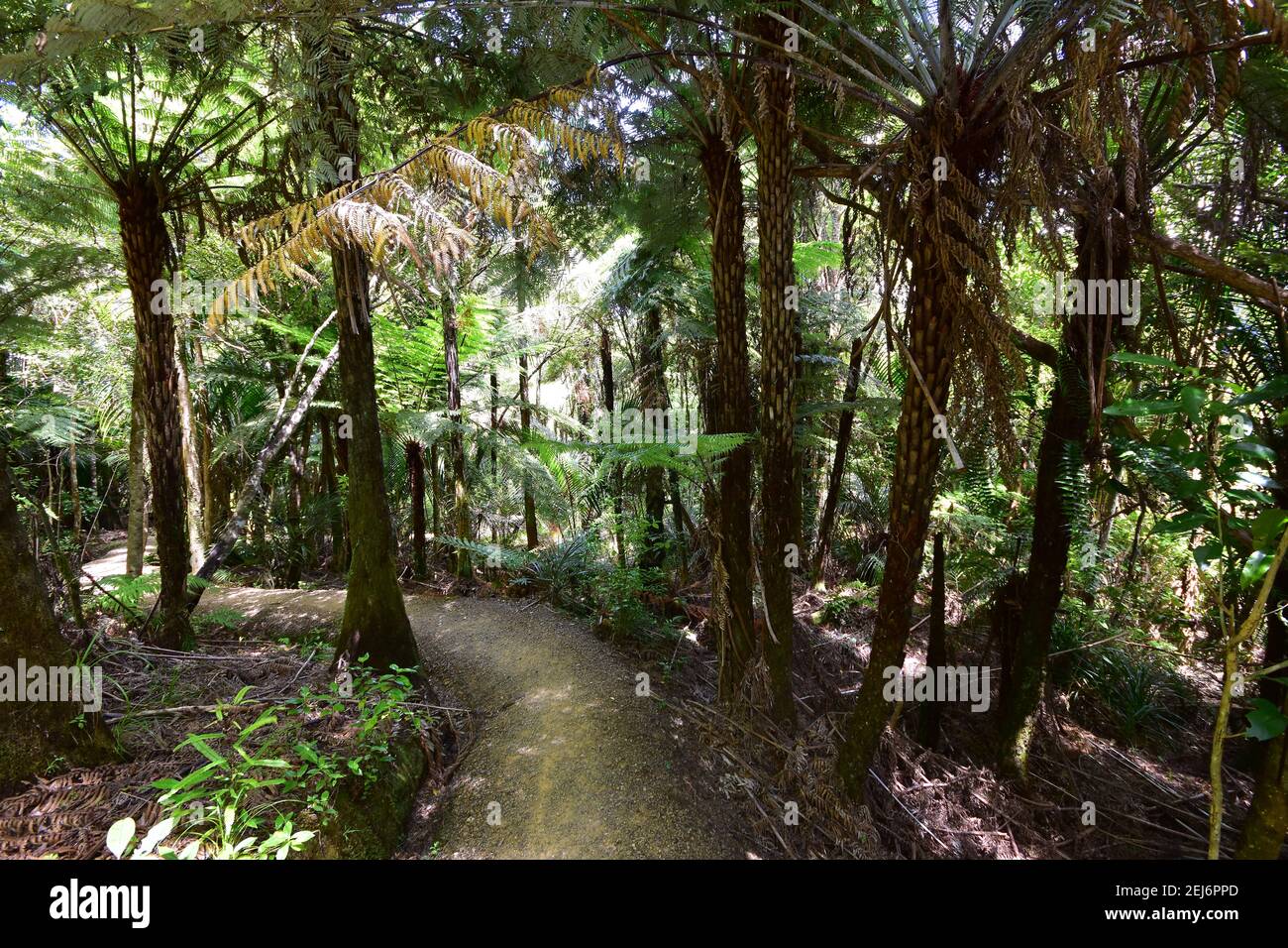 Footpath under canopy of giant fern trees in Waitakere Ranges in ...