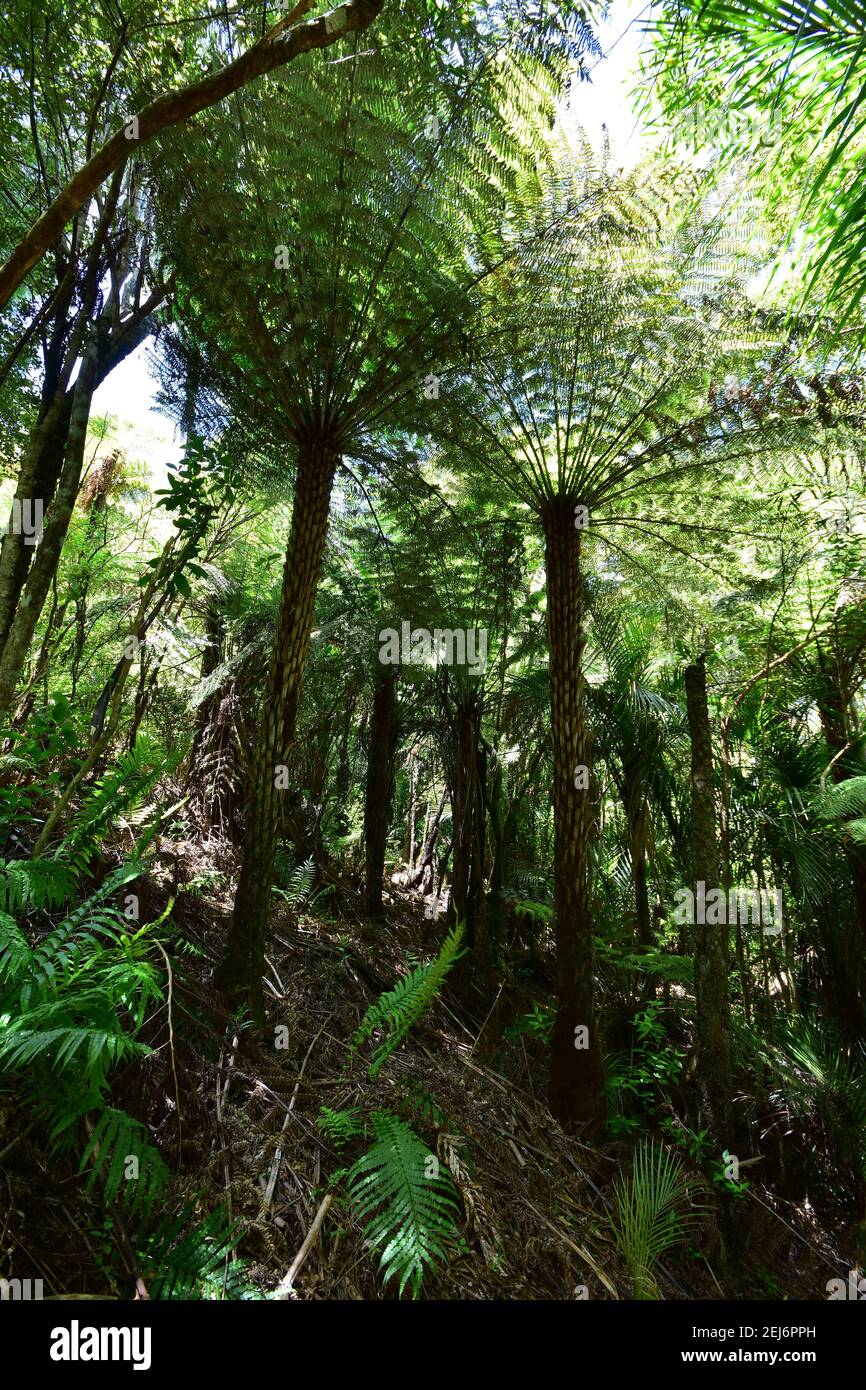 Native of new zealand hi-res stock photography and images - Alamy