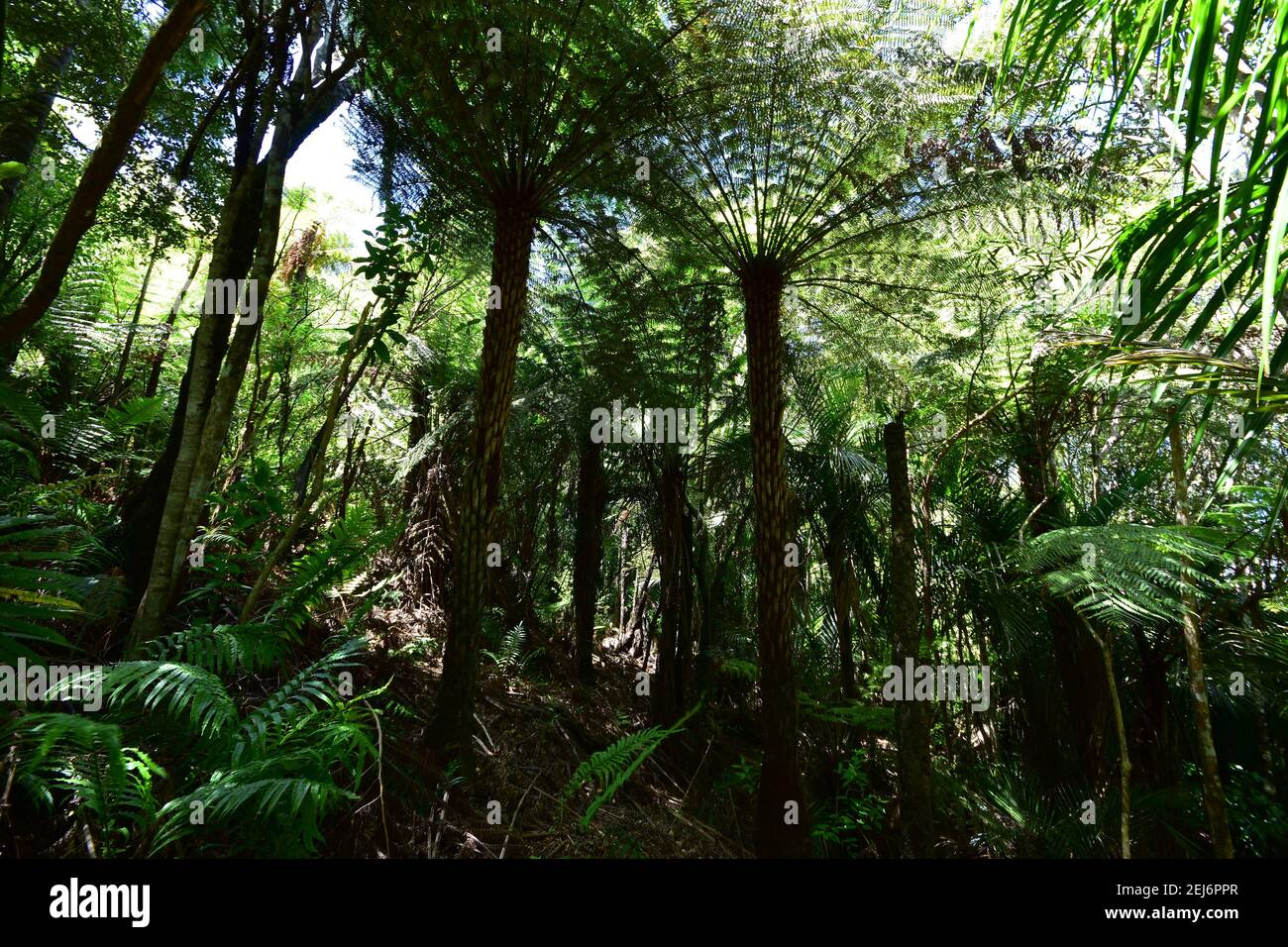 Dense giant fern trees create dark canopy in New Zealand native forest ...