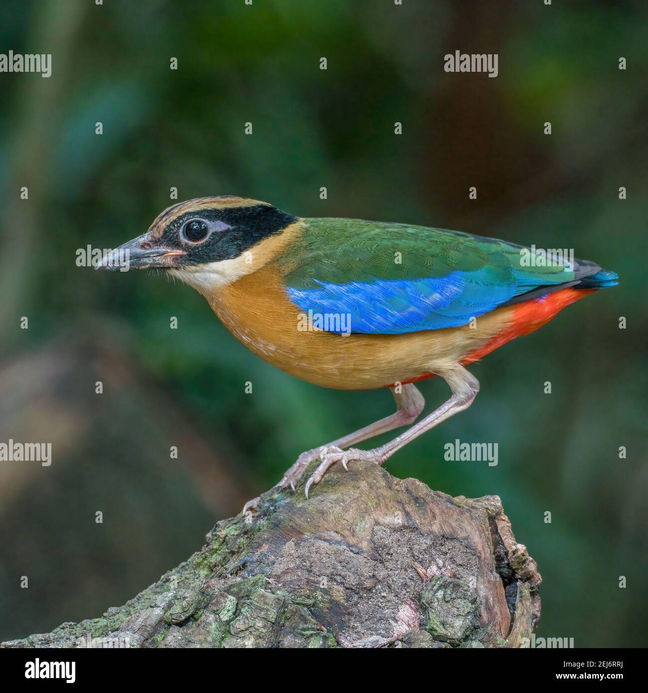 blue-winged pitta Pitta moluccensis close up on a log Stock Photo - Alamy