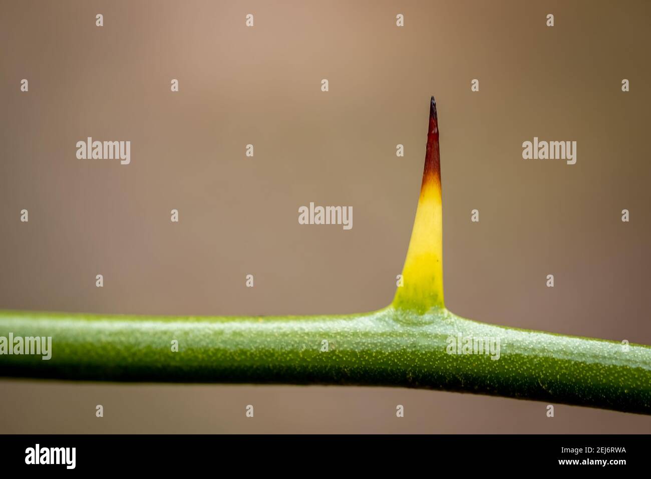 Macro of a single thorn of a Roundleaf Greenbrier (Smilax rotundifolia ...