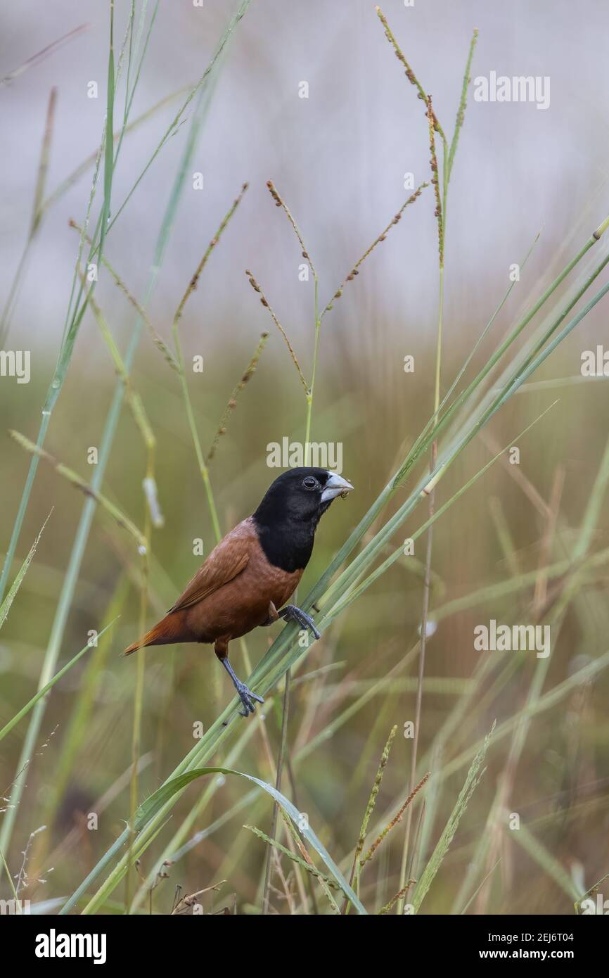 Black munia hi-res stock photography and images - Alamy
