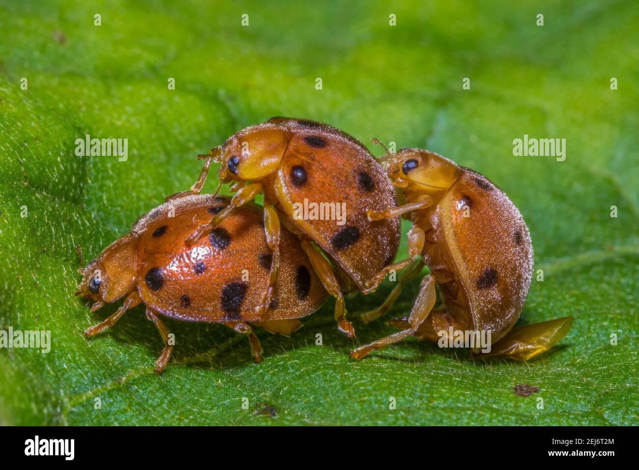 Epilachna indica hi-res stock photography and images - Alamy