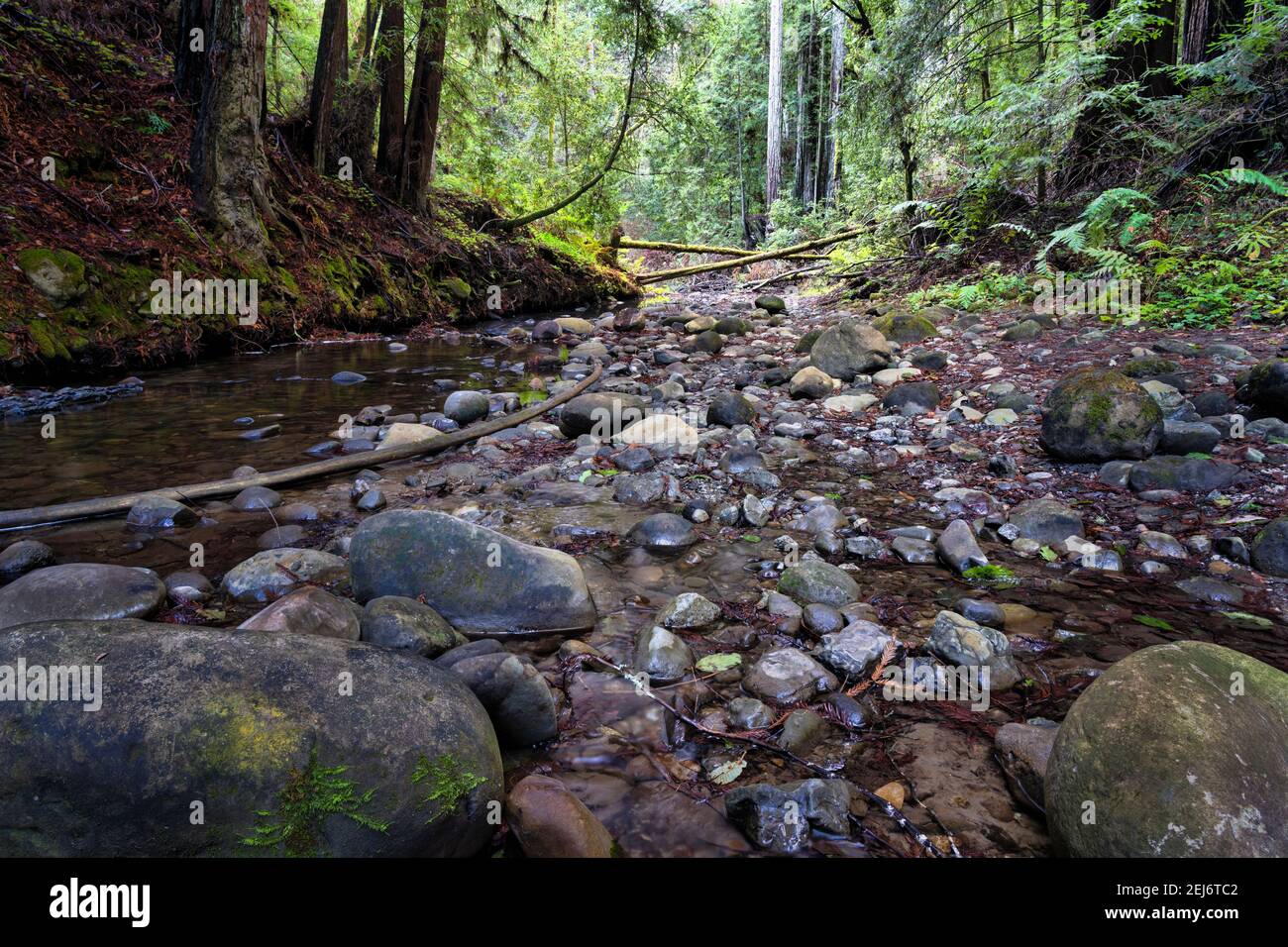River rocks forest hi-res stock photography and images - Alamy