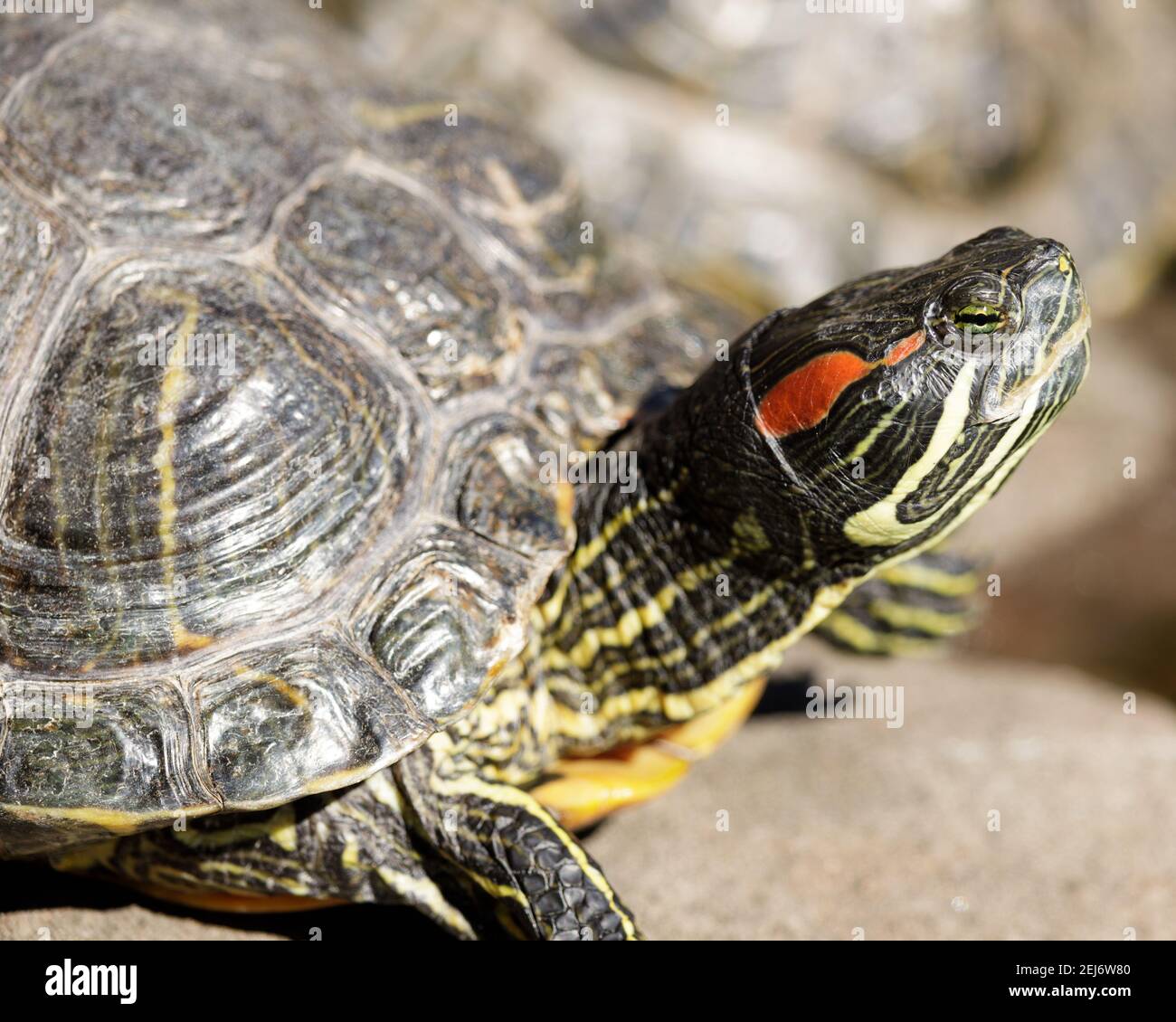 Red-eared slider turtle sun bathing near a pond Stock Photo - Alamy