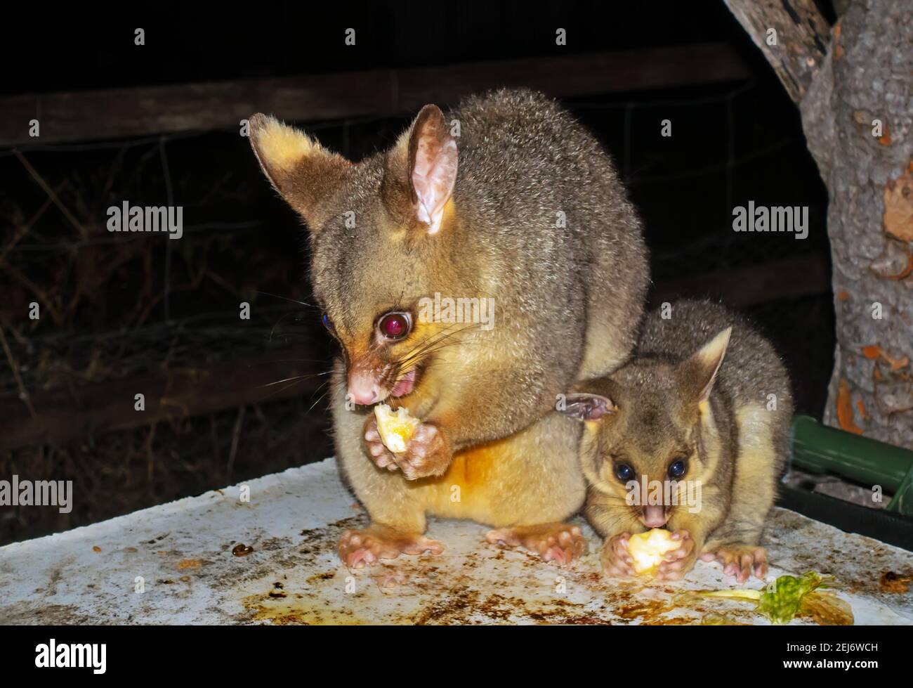 Common Brushtail Possums, Trichosurus vulpecula Stock Photo - Alamy