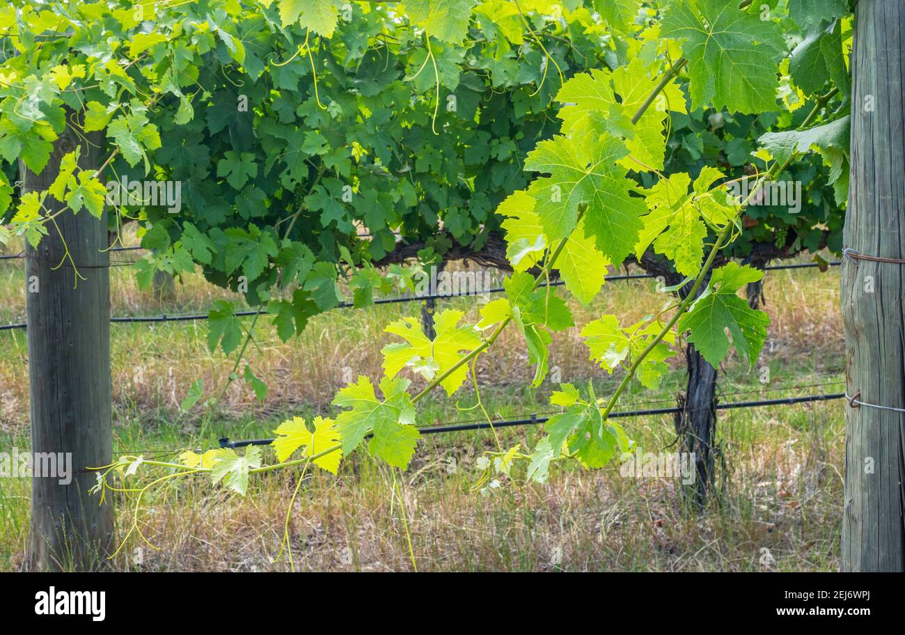 Grapes growing on a vine in the Swan Valley near Perth in Western ...