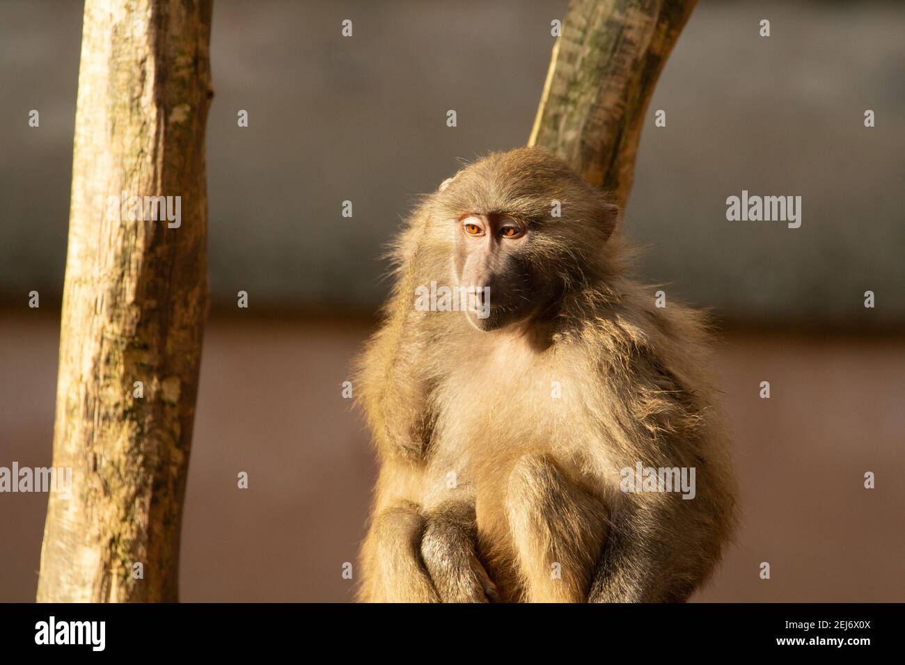 Hamadryas baboon (Papio hamadryas) female hamadryas baboon watching in ...