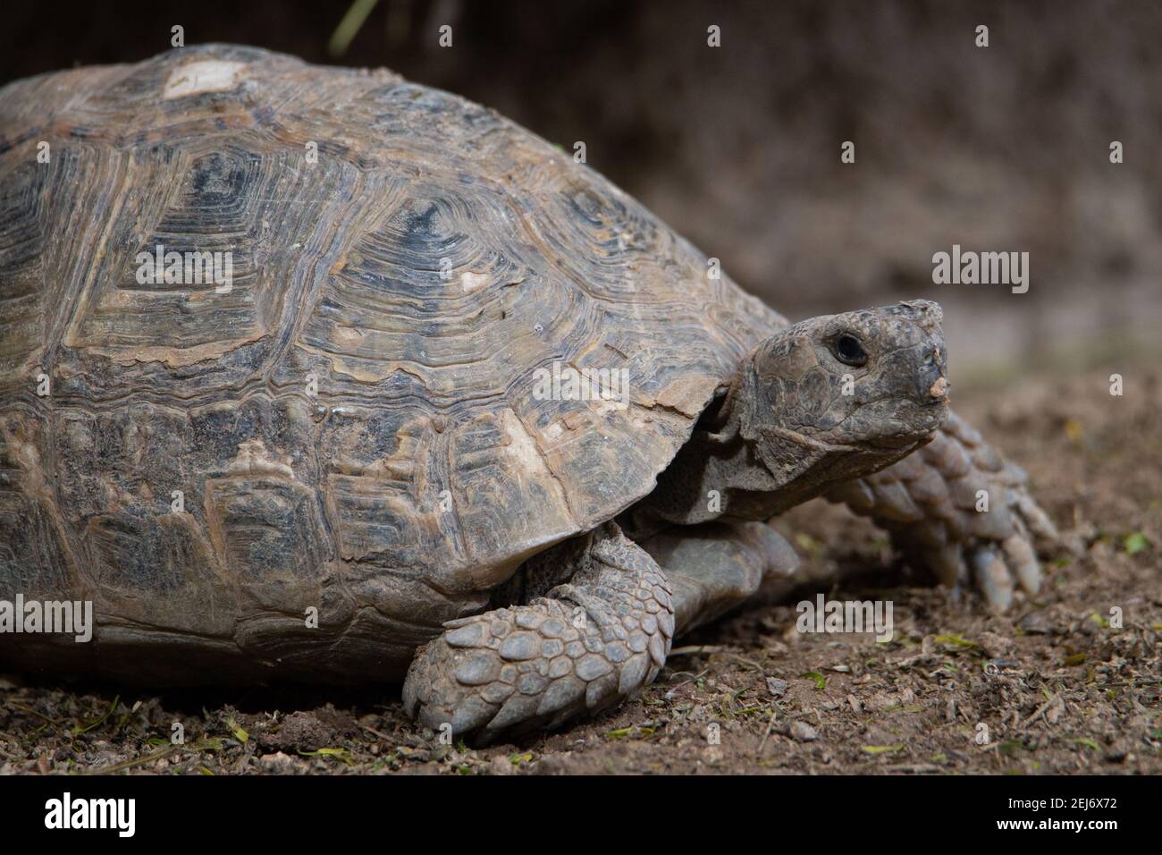 head and shoulders of a Mediterranean tortoise on a natural background ...