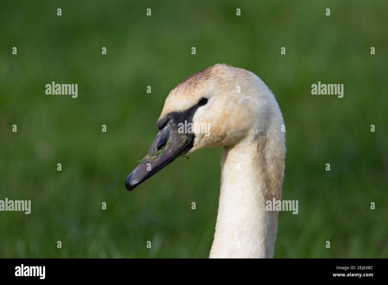 head profile of an adult swan with a natural green background Stock ...
