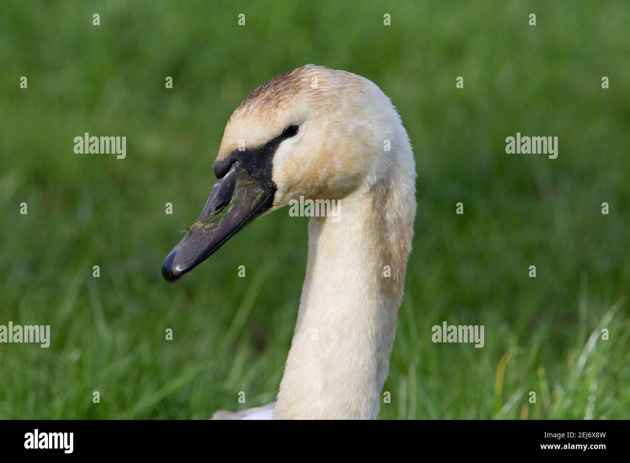 head shot slightly turning away of an adult swan with a natural green ...