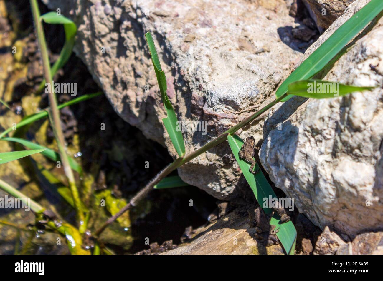 Baby green tree frog hi-res stock photography and images - Alamy