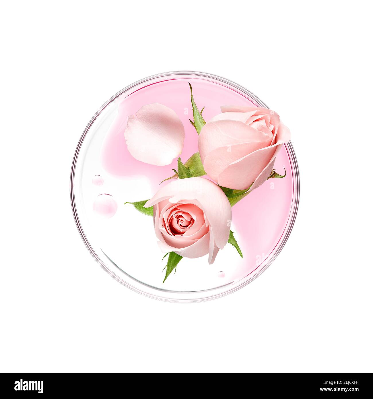 Pink rose with essence on petri dish over white background Stock Photo ...