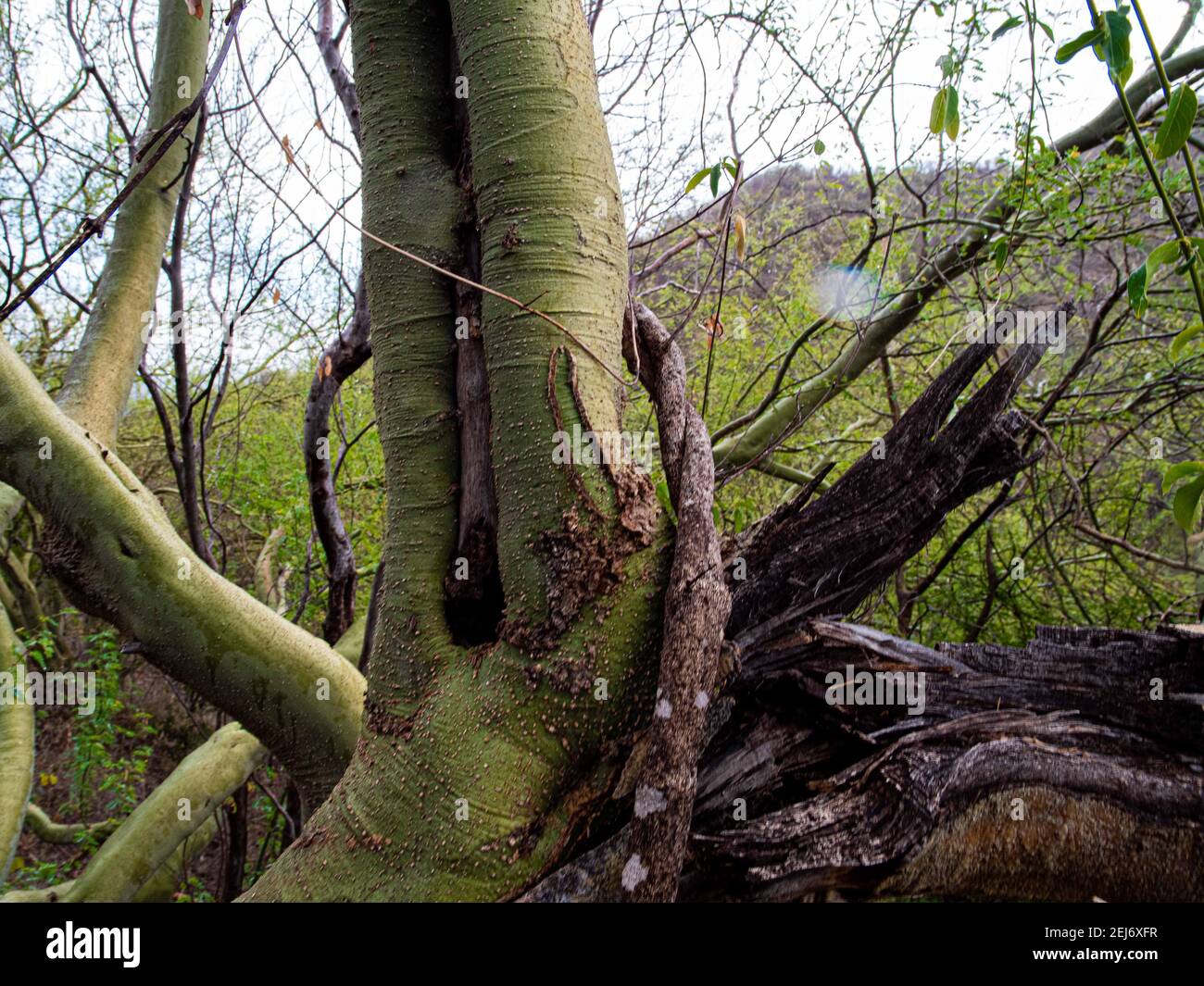 Palo Verde tree trunk in the green landscape of the sierra in Bacanora ...
