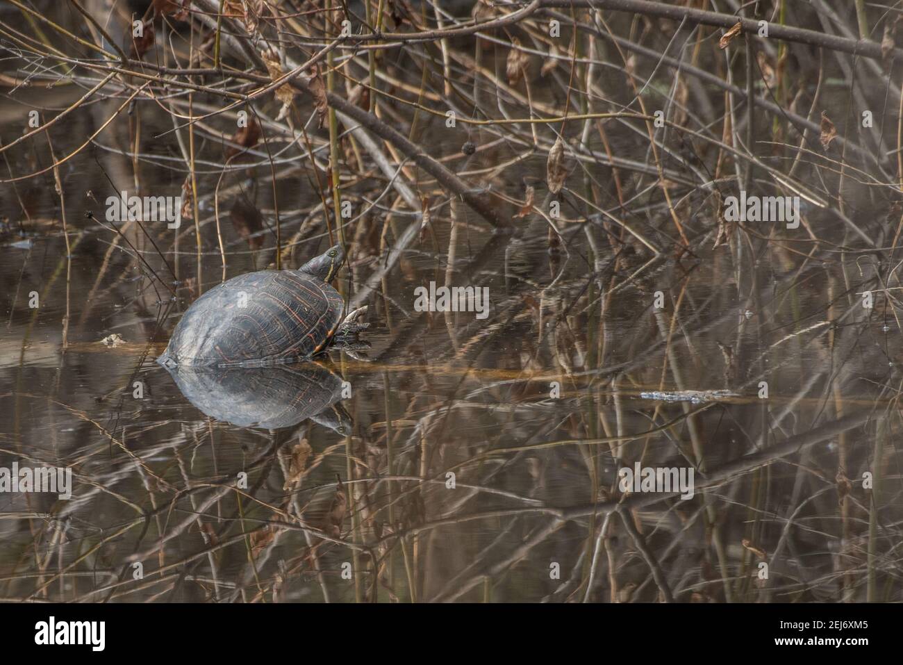 A red eared slider basking in the Cosumnes river, it is a nonnative and ...