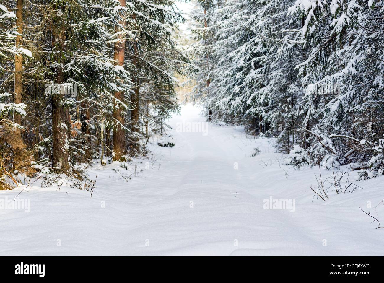 Snowy trail path in the winter coniferous forest.Cold sunny winter ...