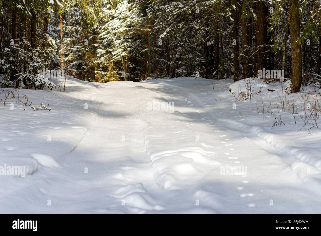 Snowy trail path in the winter coniferous forest.Cold sunny winter ...