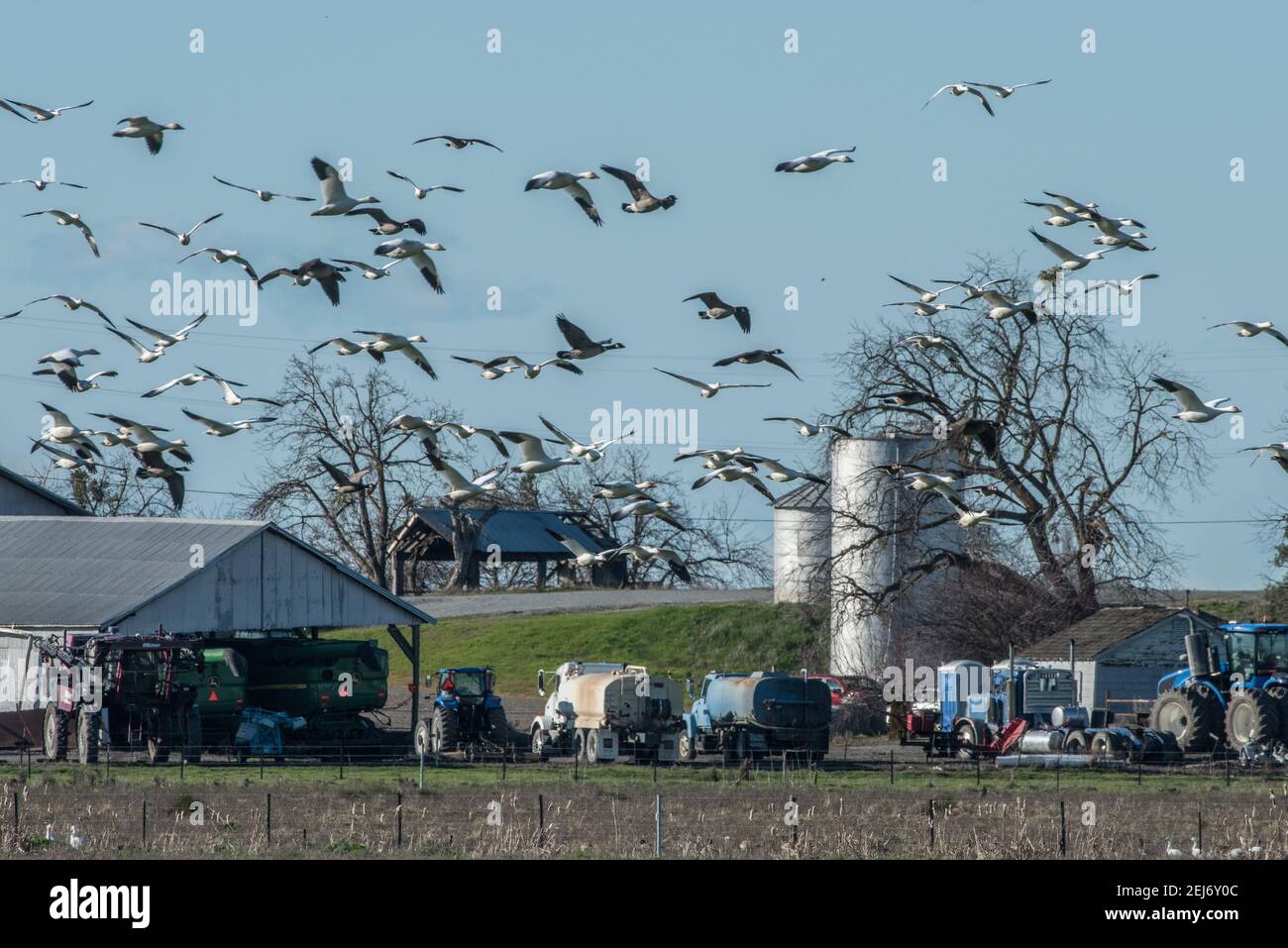 Flocking snow geese (Anser caerulescens) flying over a farm and ...