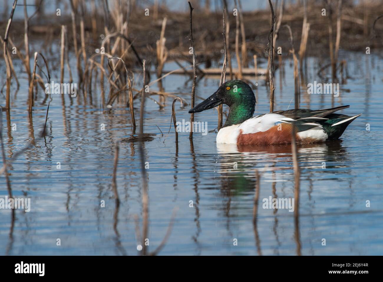 A northern shoveler duck (Spatula clypeata) in the marsh at Cosumnes ...