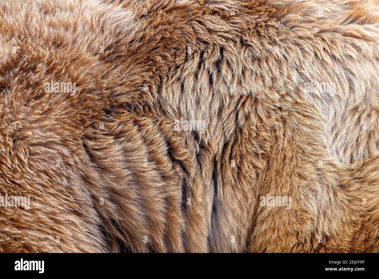Real bear fur hi-res stock photography and images - Alamy