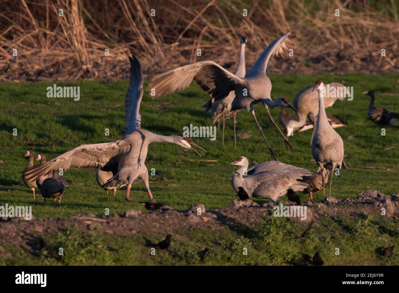 Sandhill cranes (Antigone canadensis) jumping around and fighting each ...