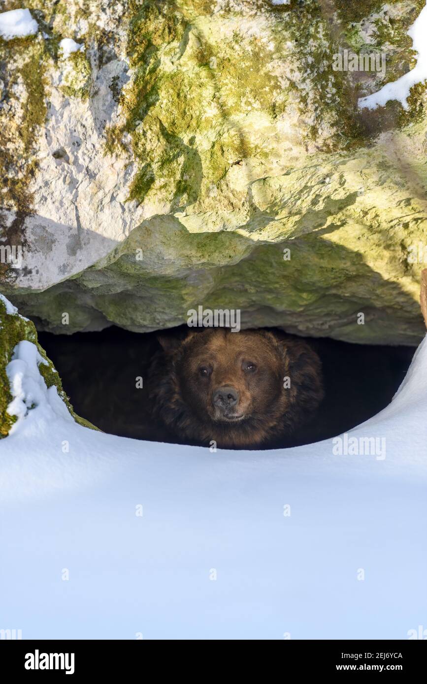 Brown bear (Ursus arctos) looks out of its den in the woods under a ...