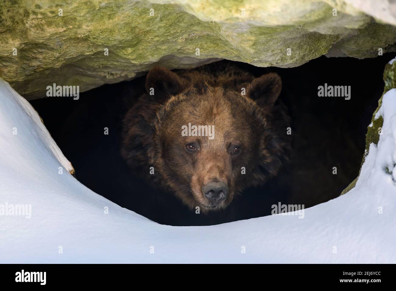 Brown bear (Ursus arctos) looks out of its den in the woods under a ...