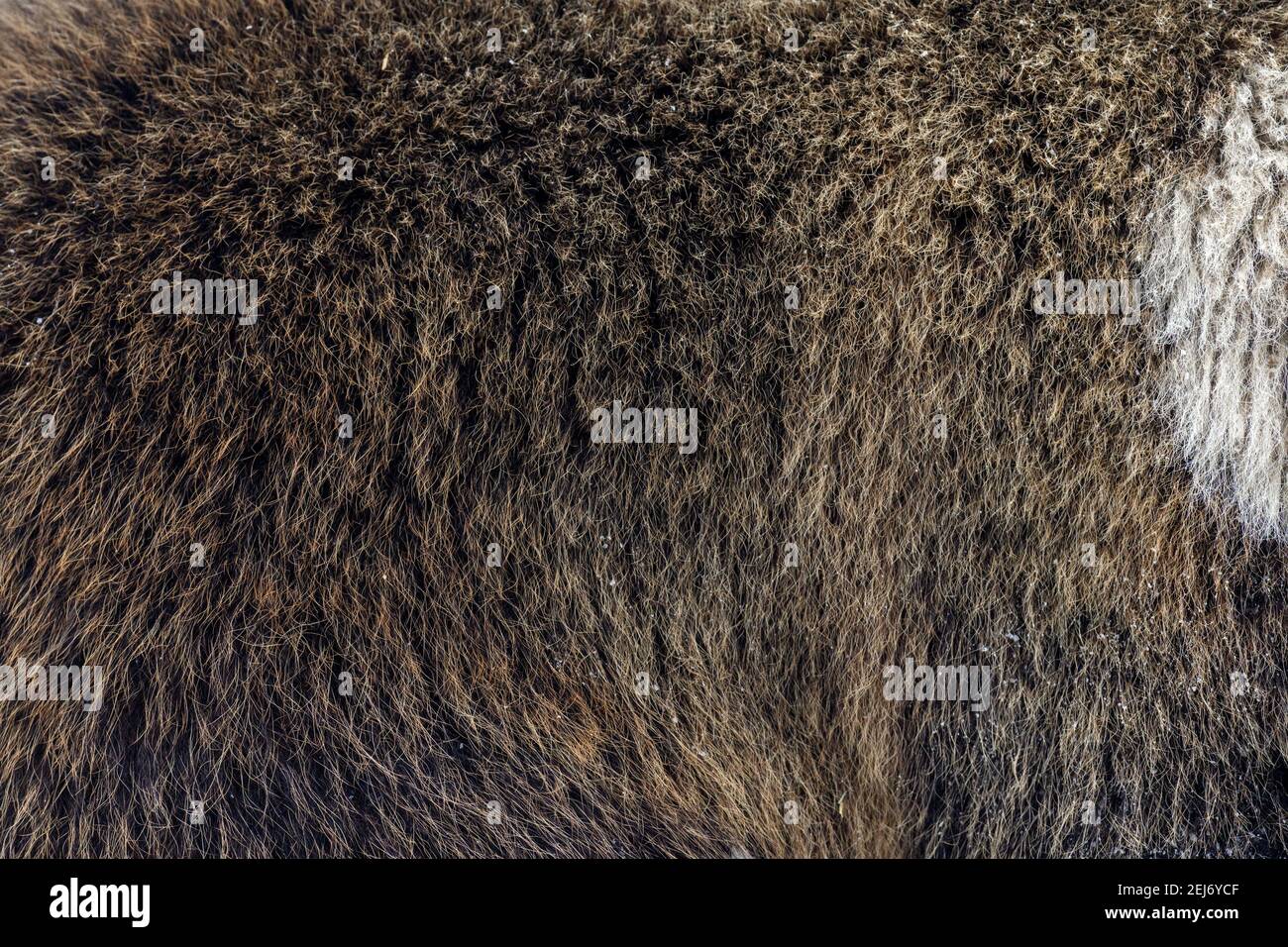 Brown bear fur clothing hi-res stock photography and images - Alamy