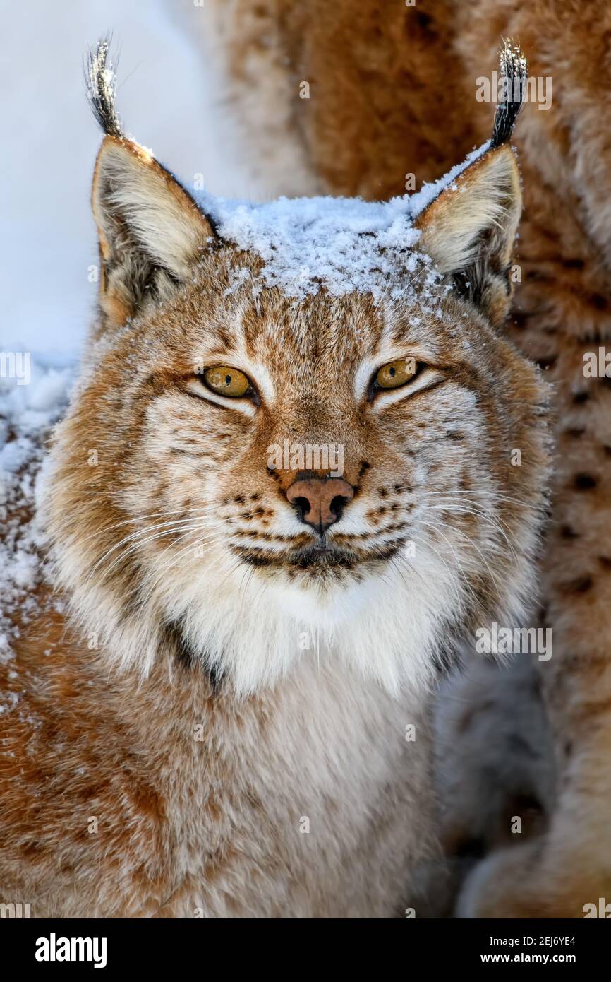 Lynx portrait in the snow. Wildlife scene from winter nature. Wild ...