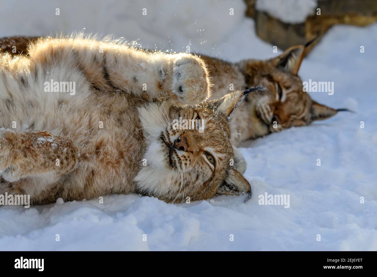 From eurasian lynx hi-res stock photography and images - Alamy
