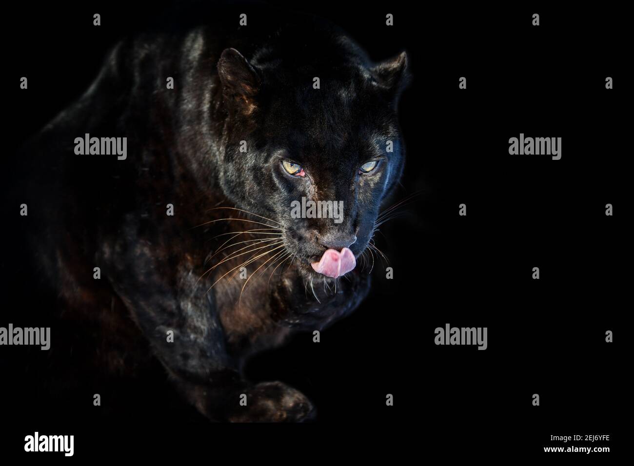 Close up beautiful angry big Black leopard isolated on black background ...