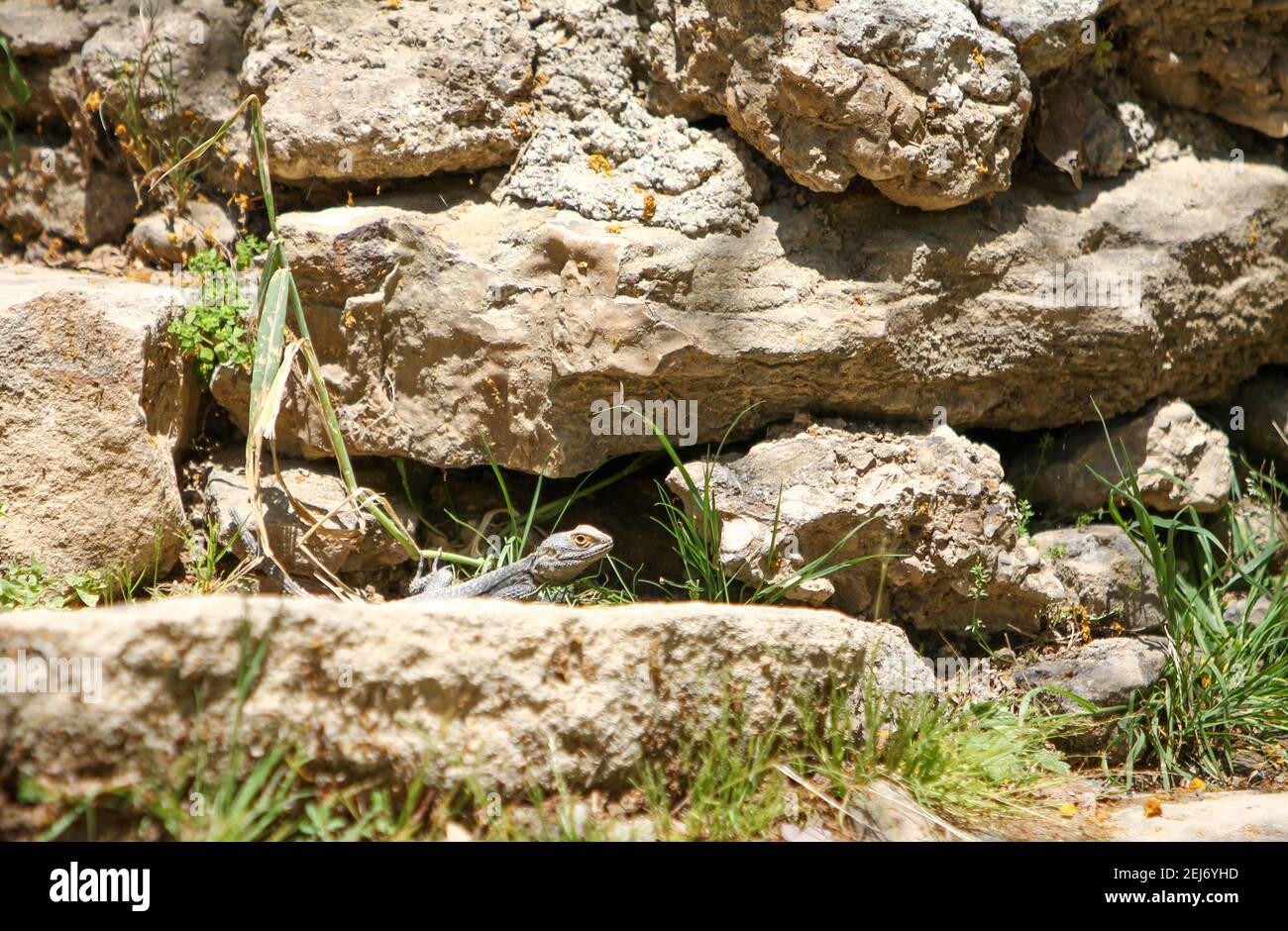 Landscape of lizard on a stone under the sunlight Stock Photo - Alamy