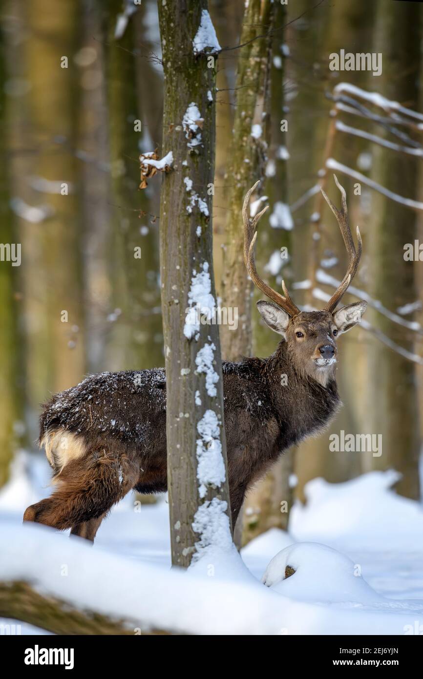 Male roe deer in the winter forest. Animal in natural habitat. Wildlife ...