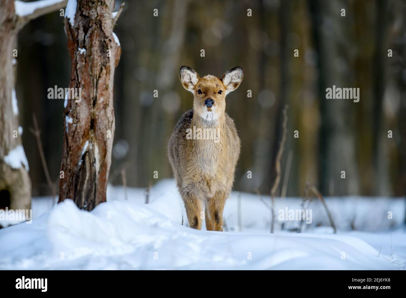 Roe deer in the winter forest. Animal in natural habitat. Wildlife ...