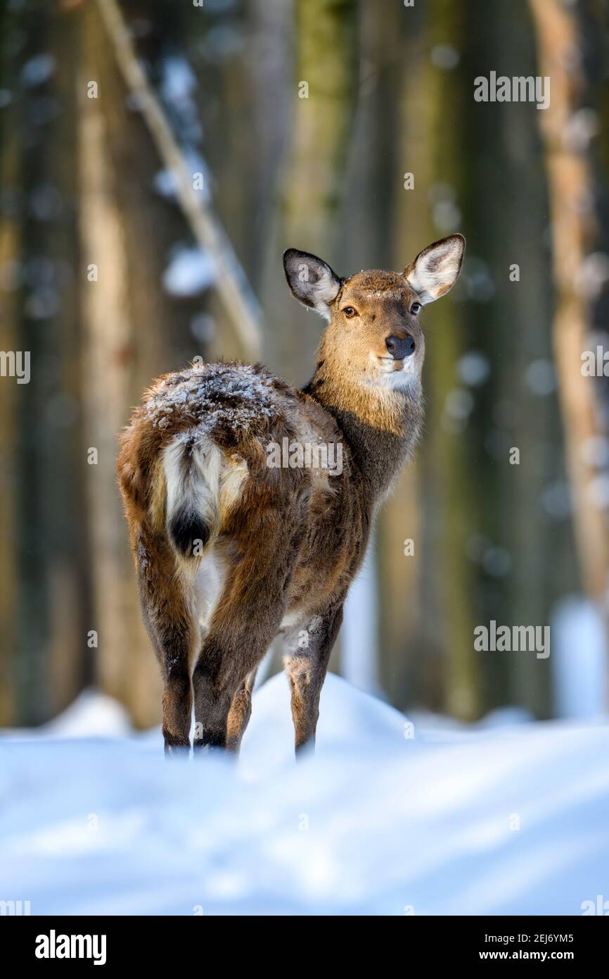 Roe deer in the winter forest. Animal in natural habitat. Wildlife ...