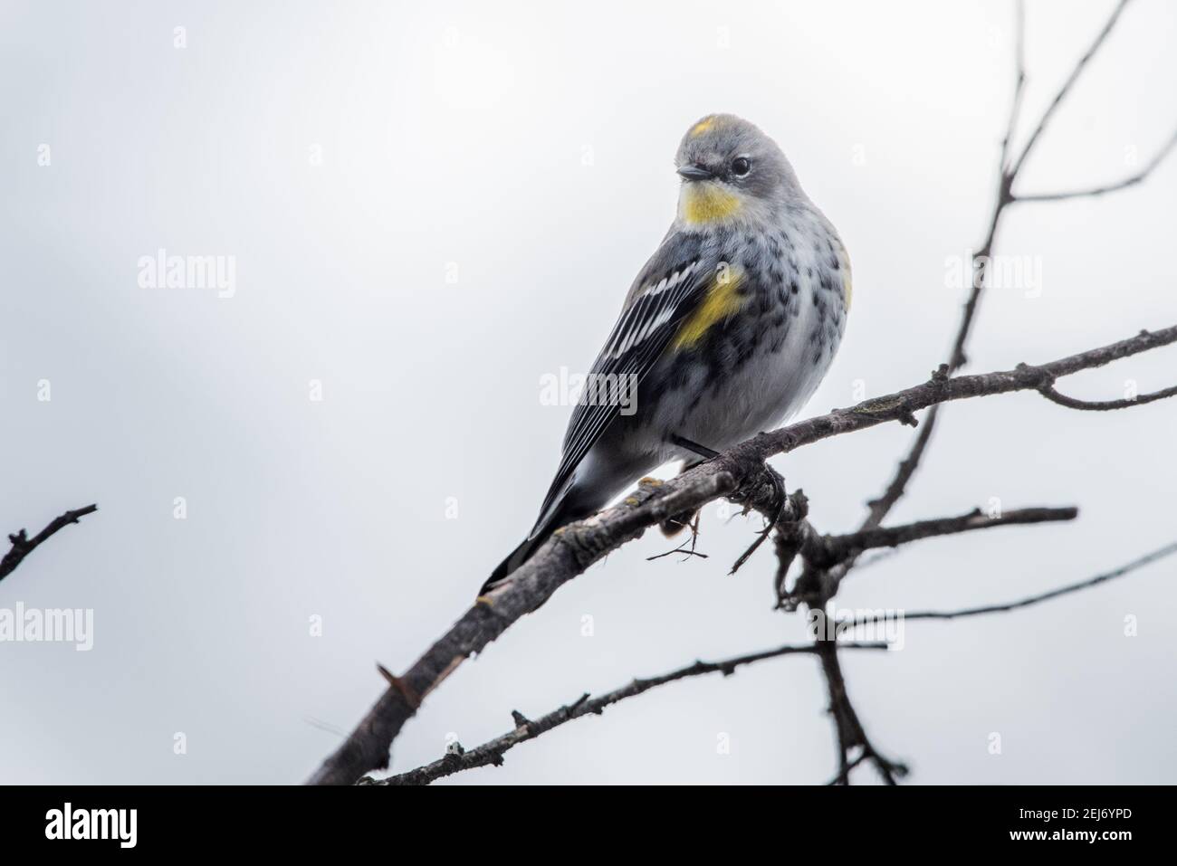 An Audubon's warbler (Setophaga auduboni) a bird the West, this one is ...