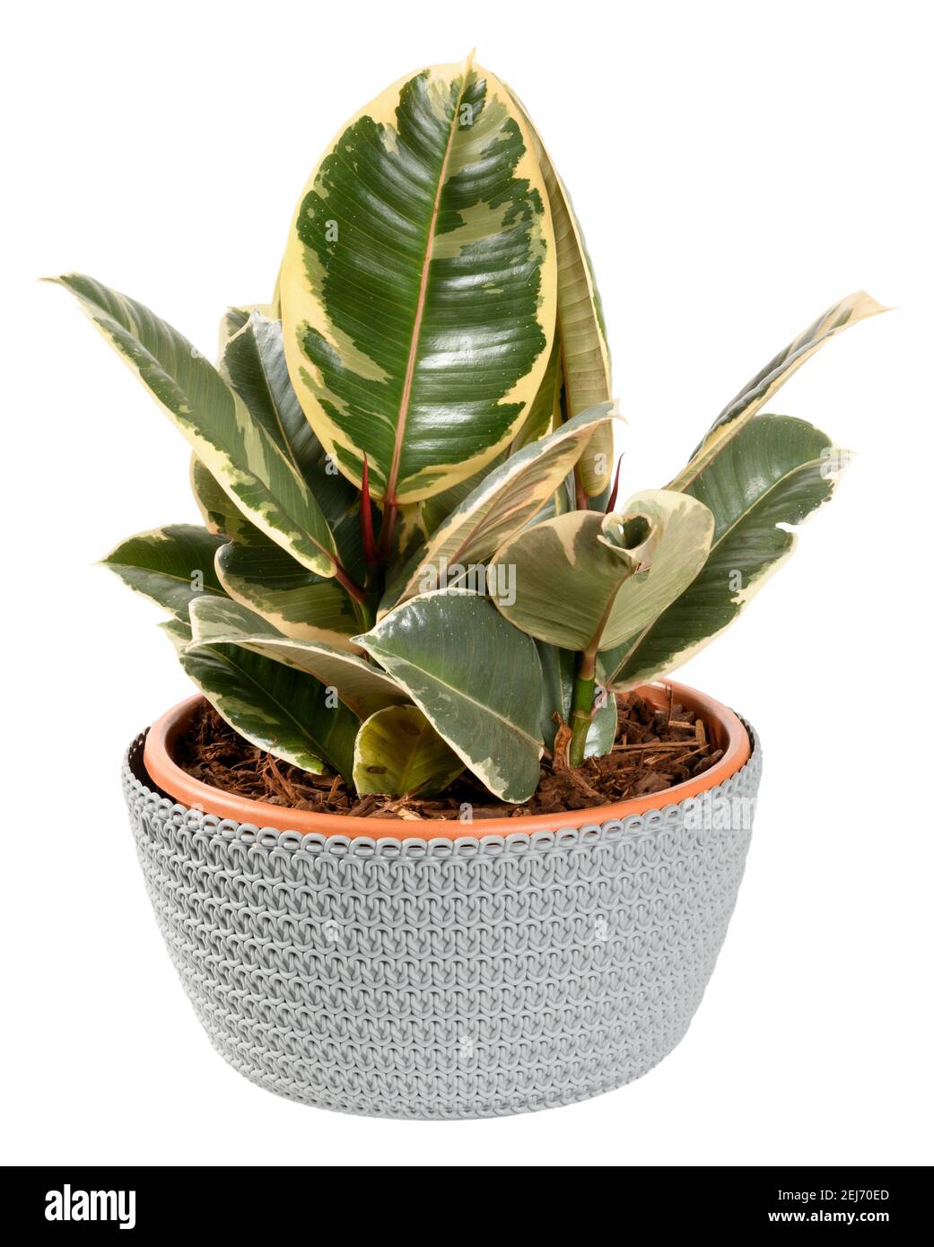 Ficus elastica tricolor variegated Cut Out Stock Images & Pictures - Alamy