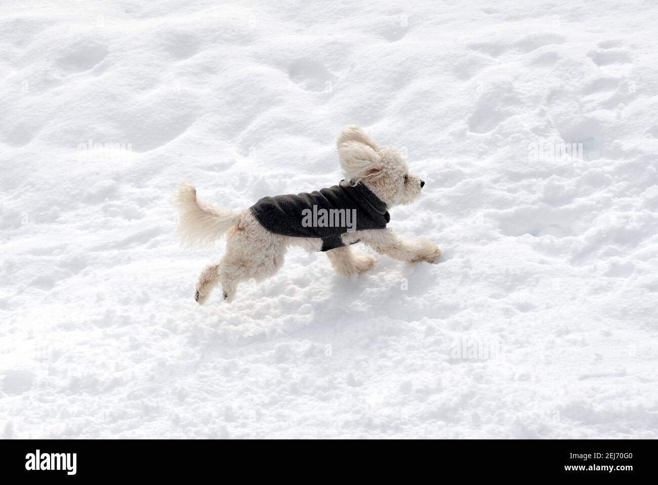 High angle of cute white Poodle in coat running on clean snow on sunny ...