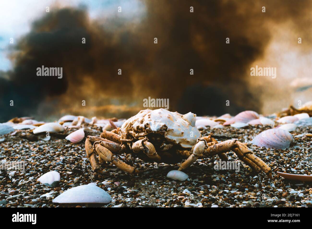 Forest fire seen from the sea with corpse of crab Stock Photo - Alamy
