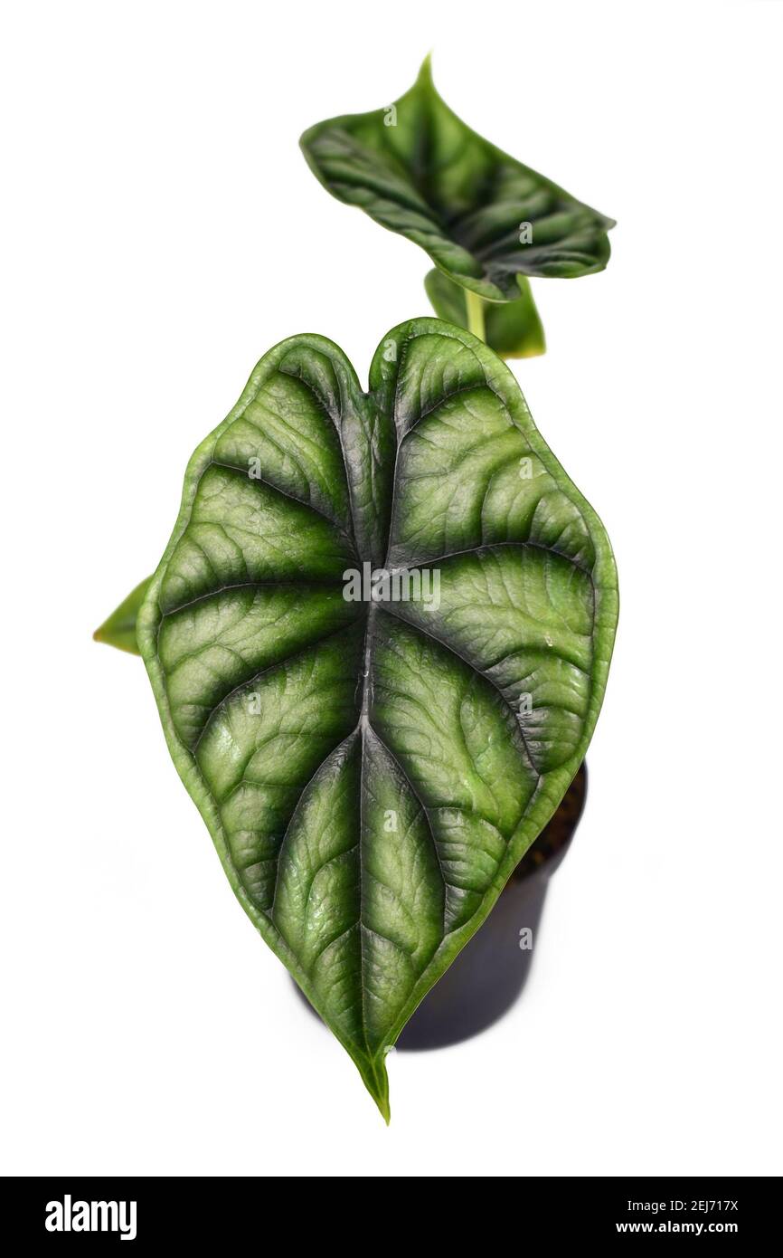 Modern architecture house house germany Cut Out Stock Images & Pictures ...