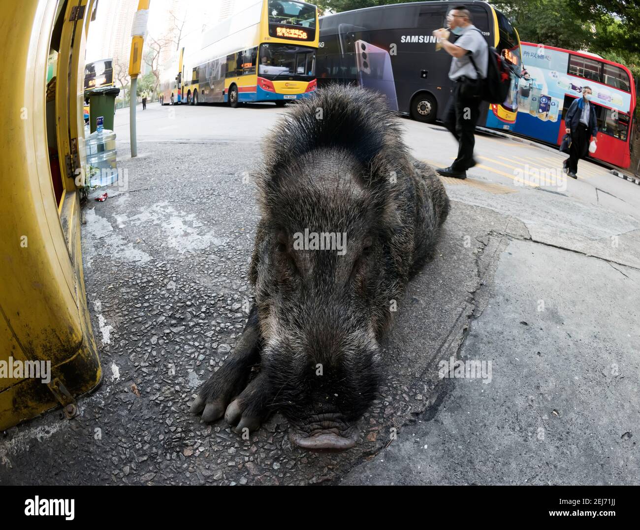 Asian wild boars hi-res stock photography and images - Alamy