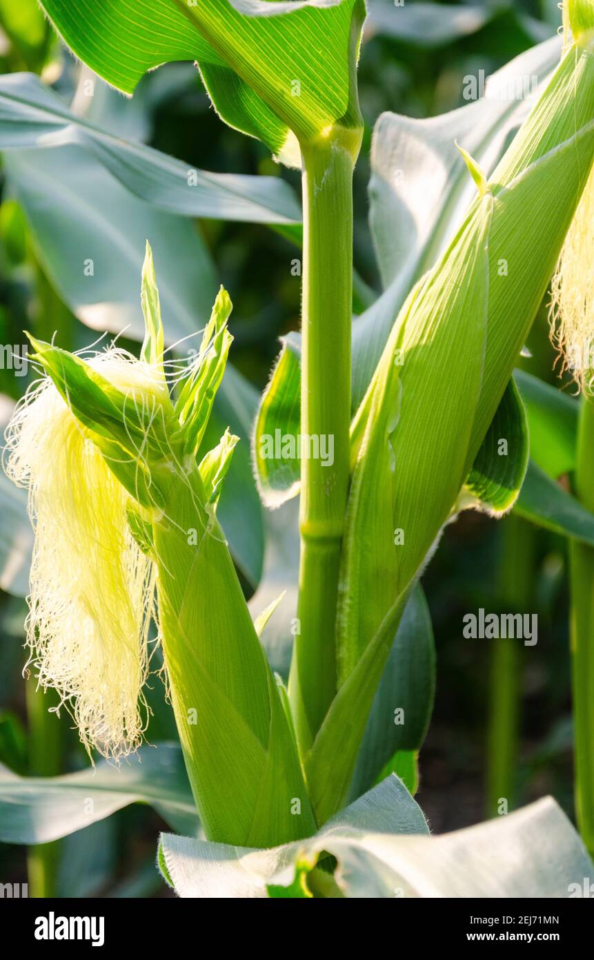 Corn cob growth in agriculture field outdoor with clouds and mountains ...